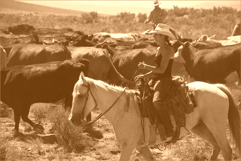 The ‘Born To Be Wild’ Blog – 'BORN TO BE WILD' Colorado Wolf License Plate