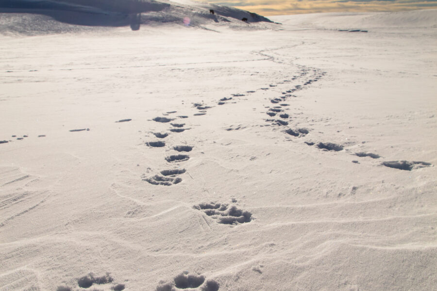 Nonprofit News – 'BORN TO BE WILD' Colorado Wolf License Plate